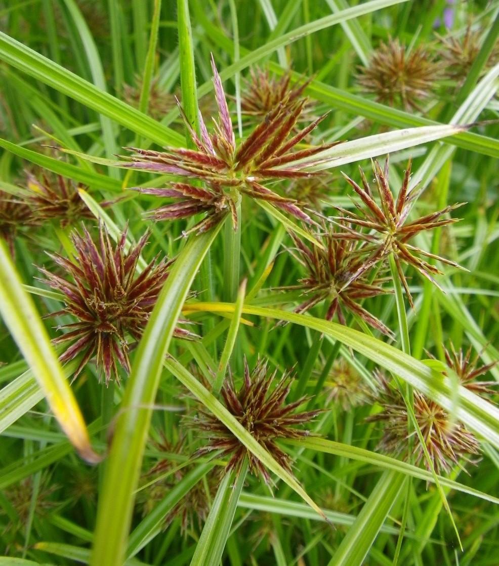 Cyperus Rotundus