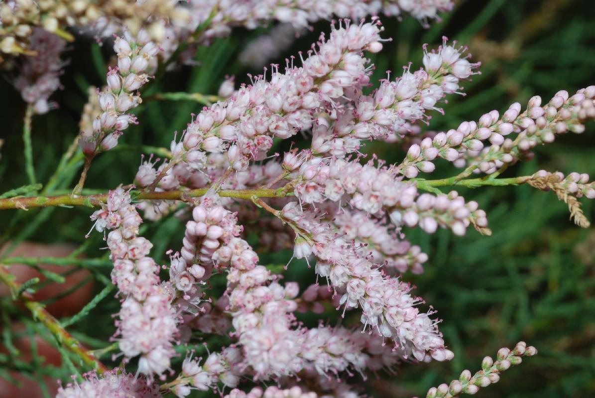 Tamarix gallica